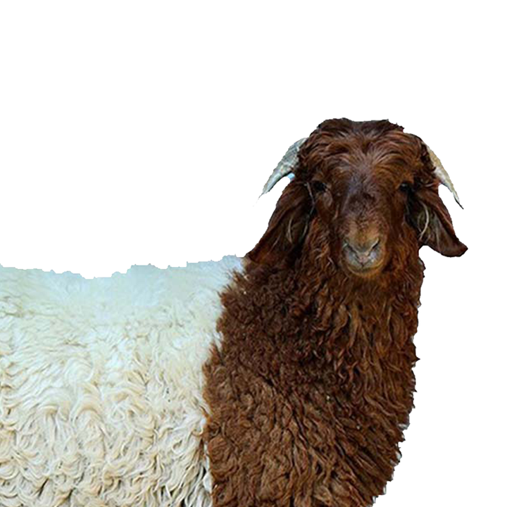 Fresh Arabic Awasi Herfi Lamb (10-12kg) | Widam Webstore